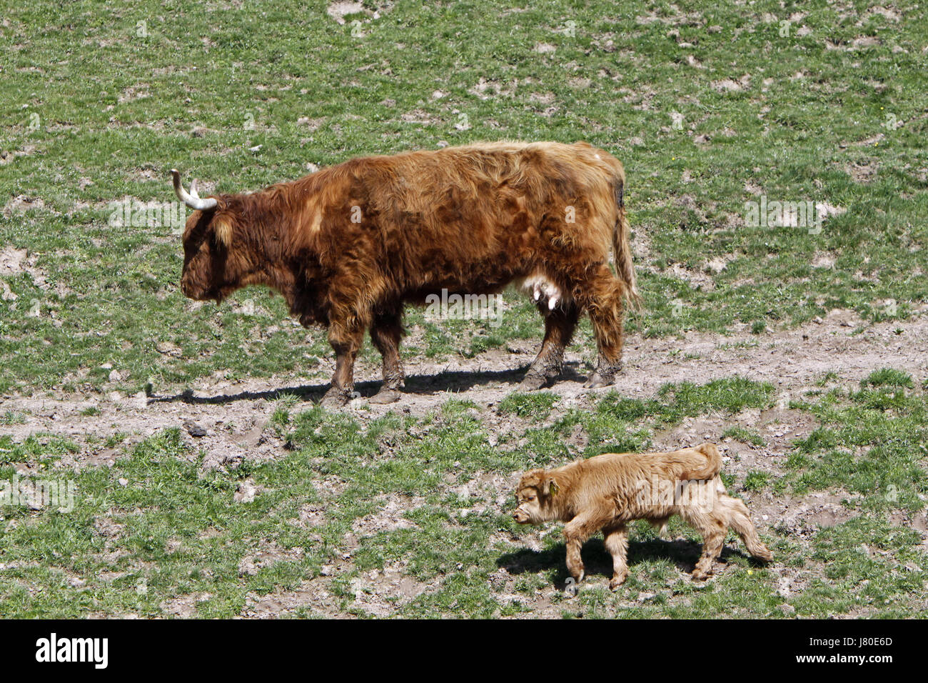 bovine cattle animal brown brownish brunette agriculture farming ...