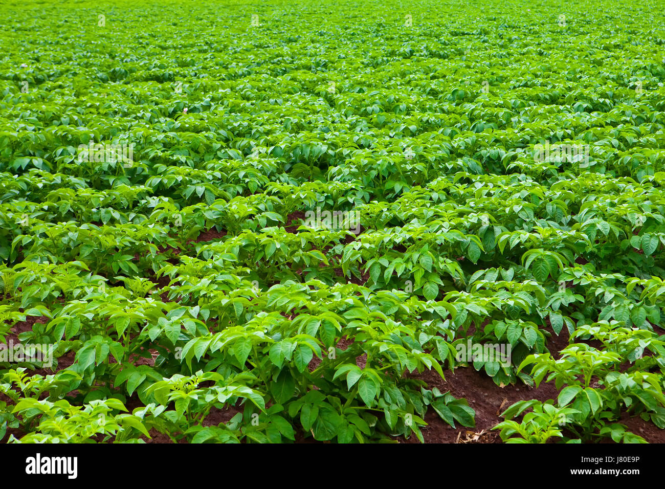 food aliment leaf culture garden space ground soil earth humus brown ...