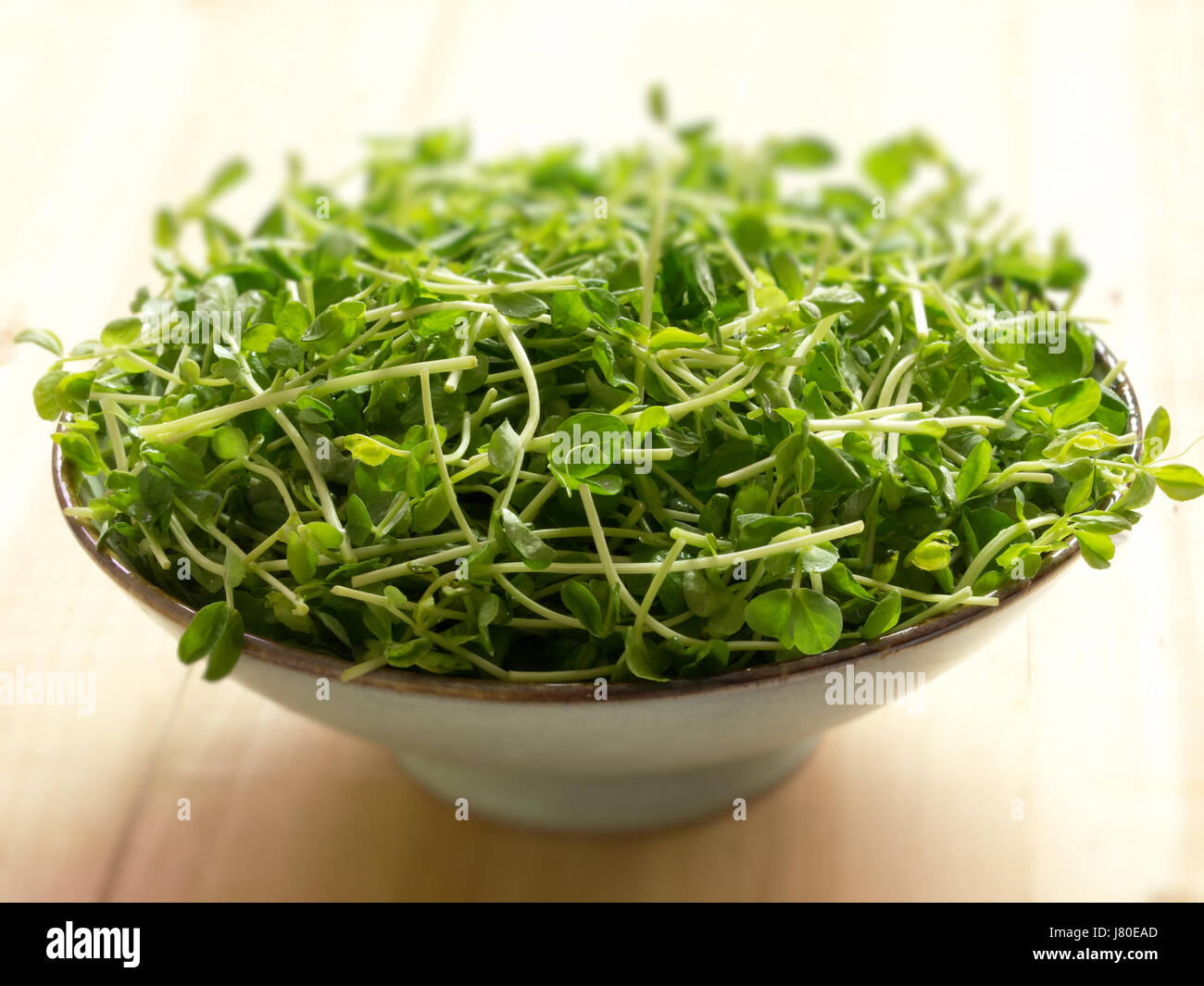 snow coke cocaine material drug anaesthetic addictive drug vegetable ...