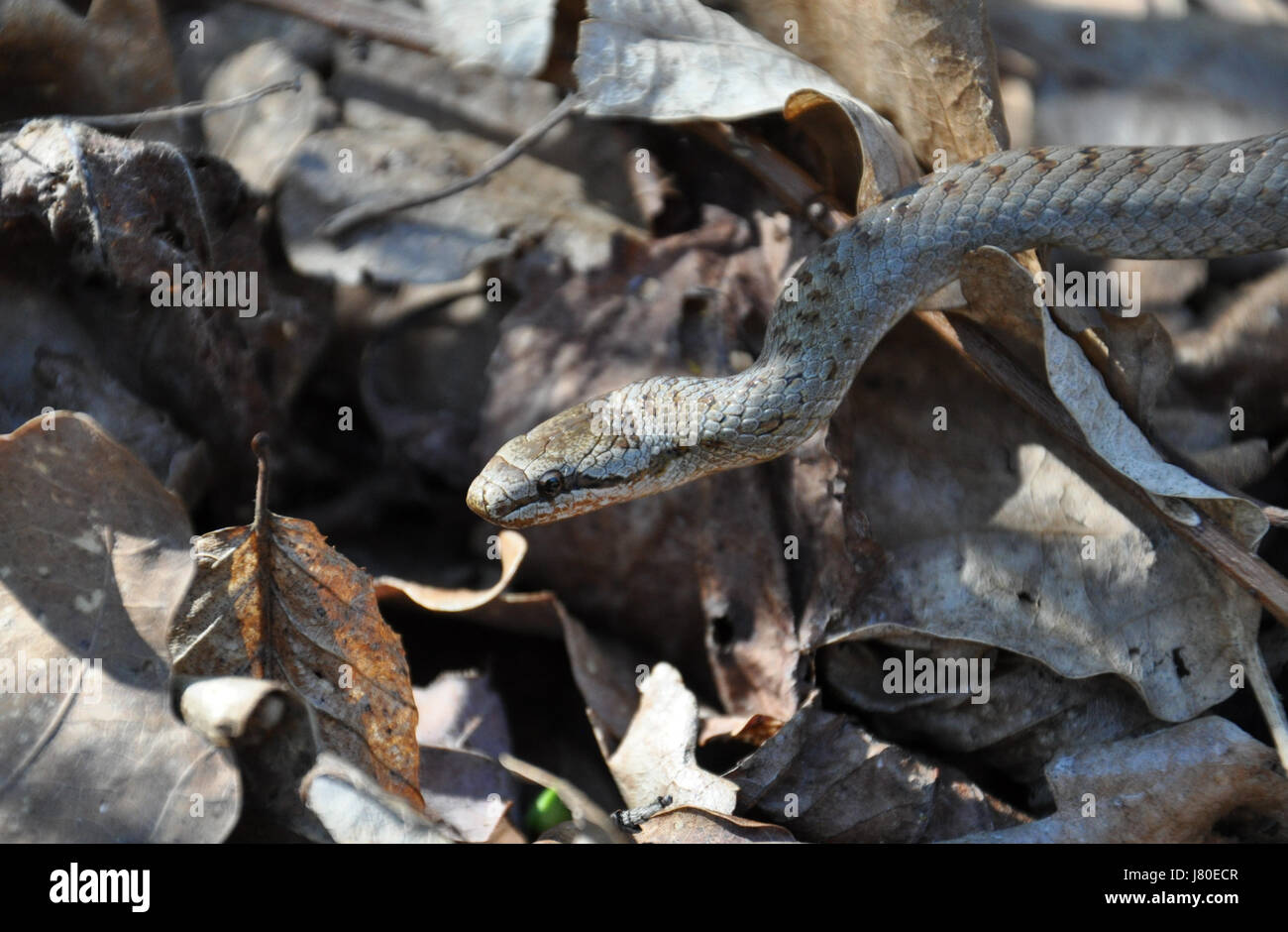 Light brown snake hi-res stock photography and images - Alamy