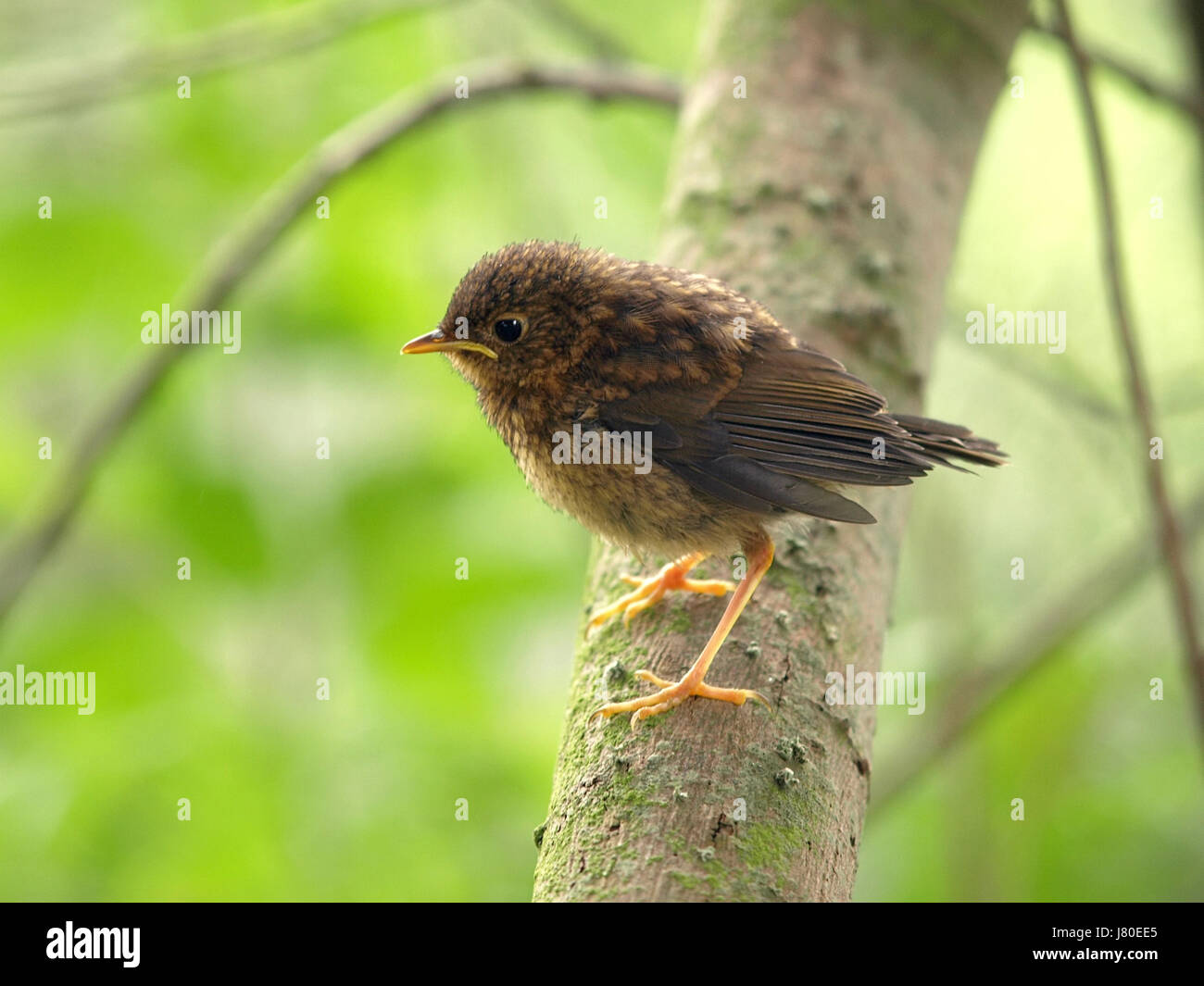 wait waiting bird birds brittany singing-bird bobolinks wild animal ...