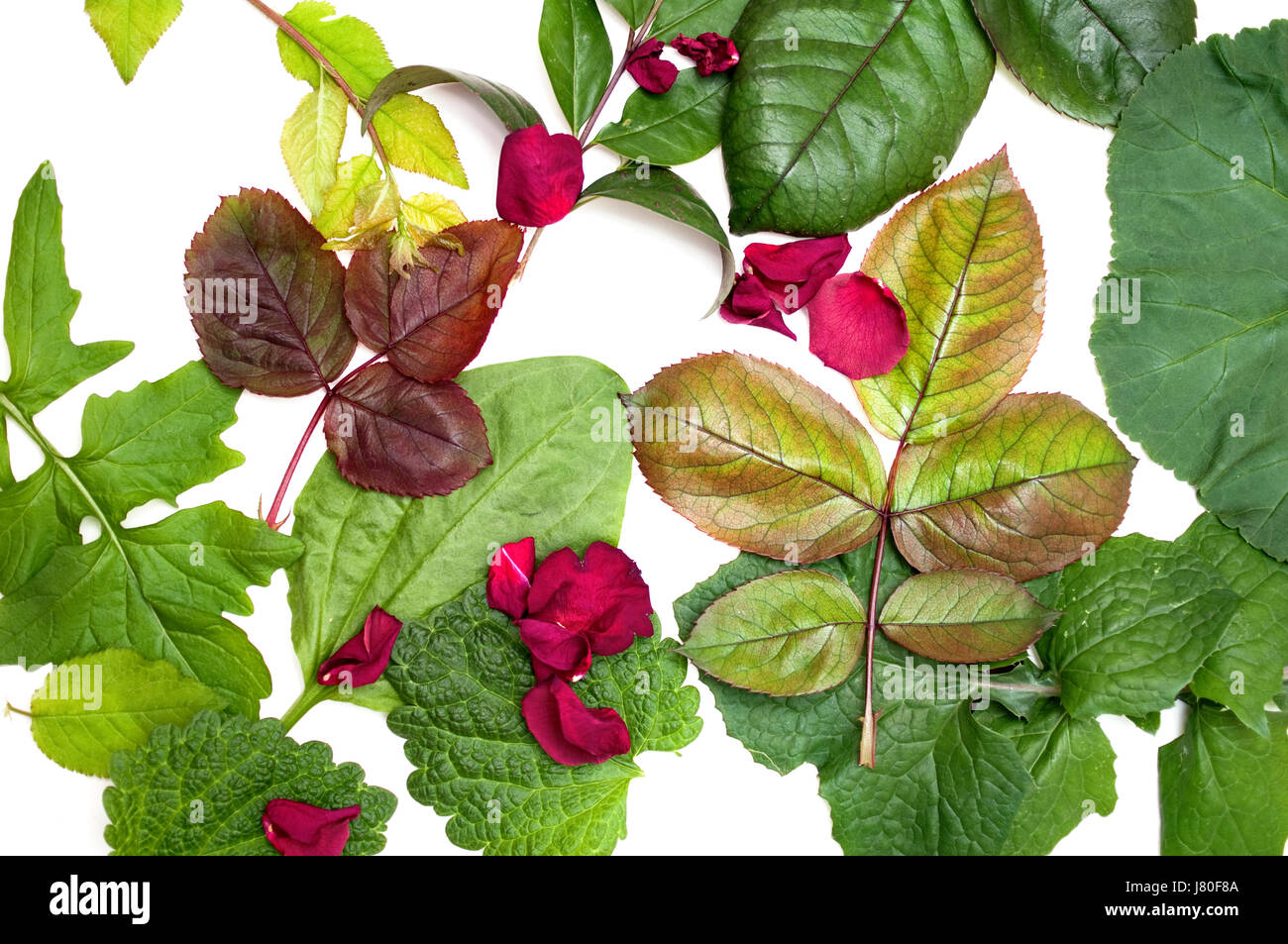 leaf isolated flower plant rose leaves botany botanical backdrop ...
