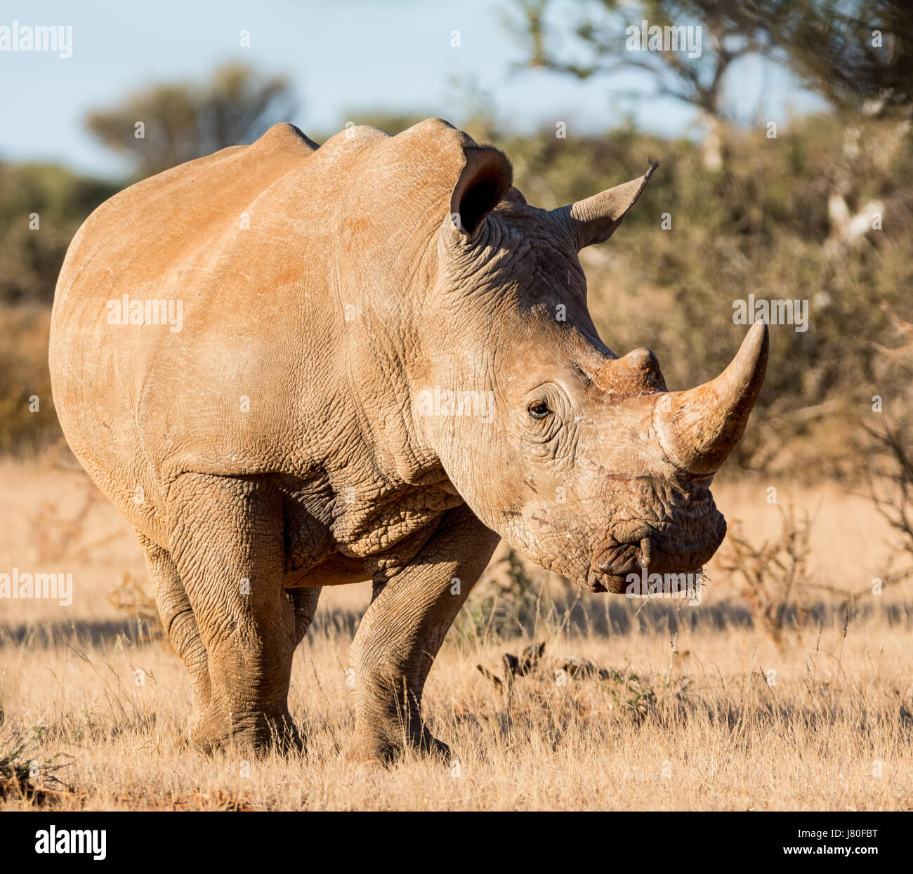 African Rhino High Resolution Stock Photography and Images - Alamy