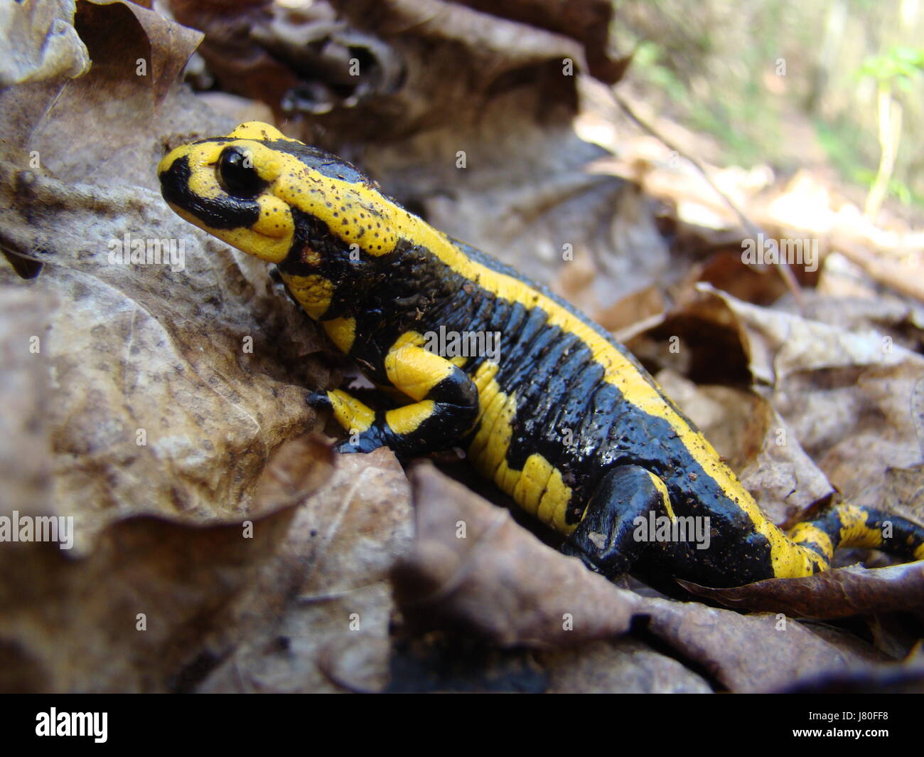 spring amphibians rare salamander national park stream spring ...