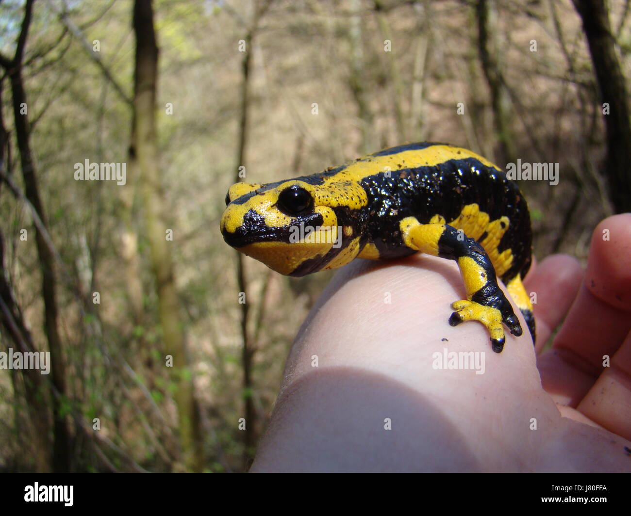 hand spring amphibians rare salamander hand national park stream spring ...
