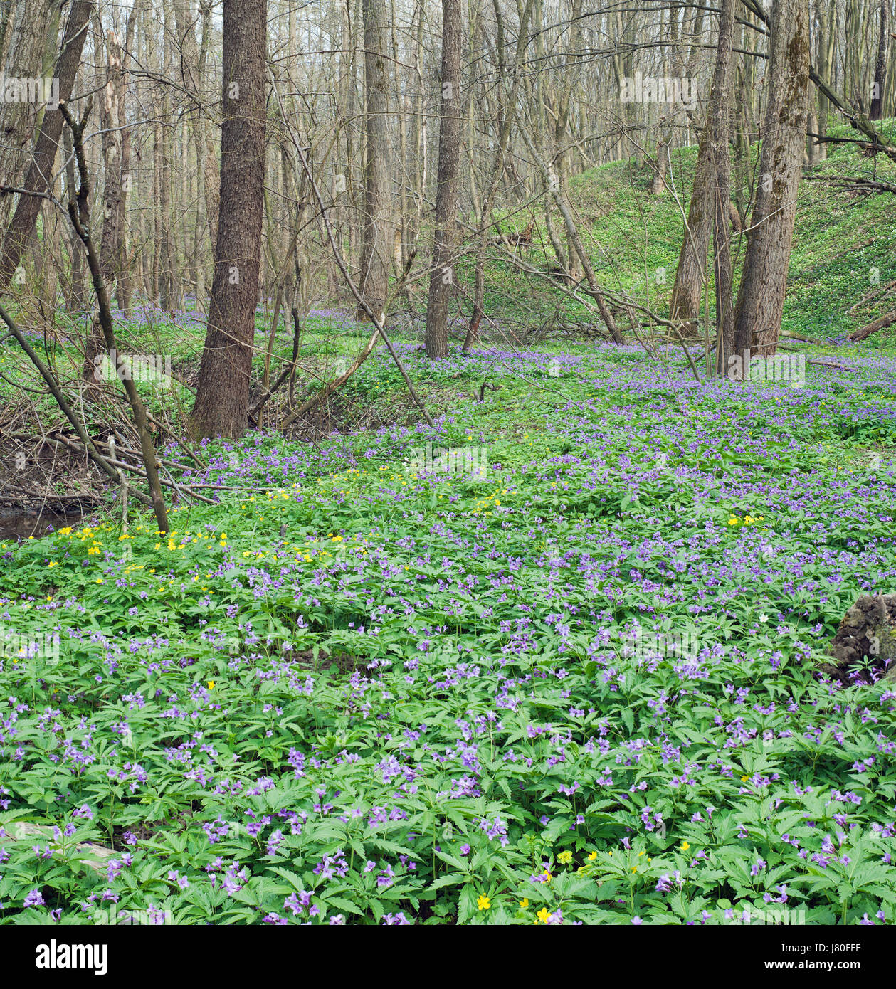 wood flower flowers plant europe spring vegetation forest wood flower ...