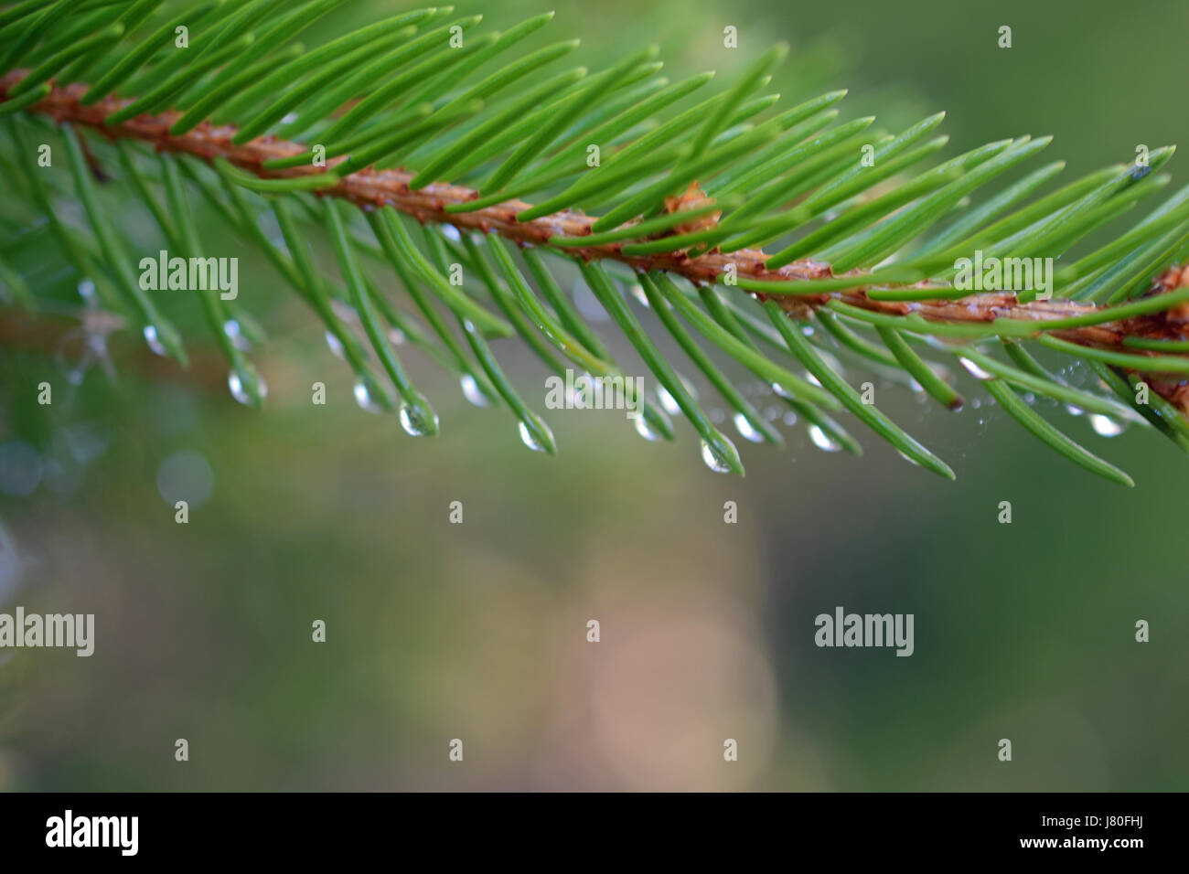 Prickly spruce hi-res stock photography and images - Alamy