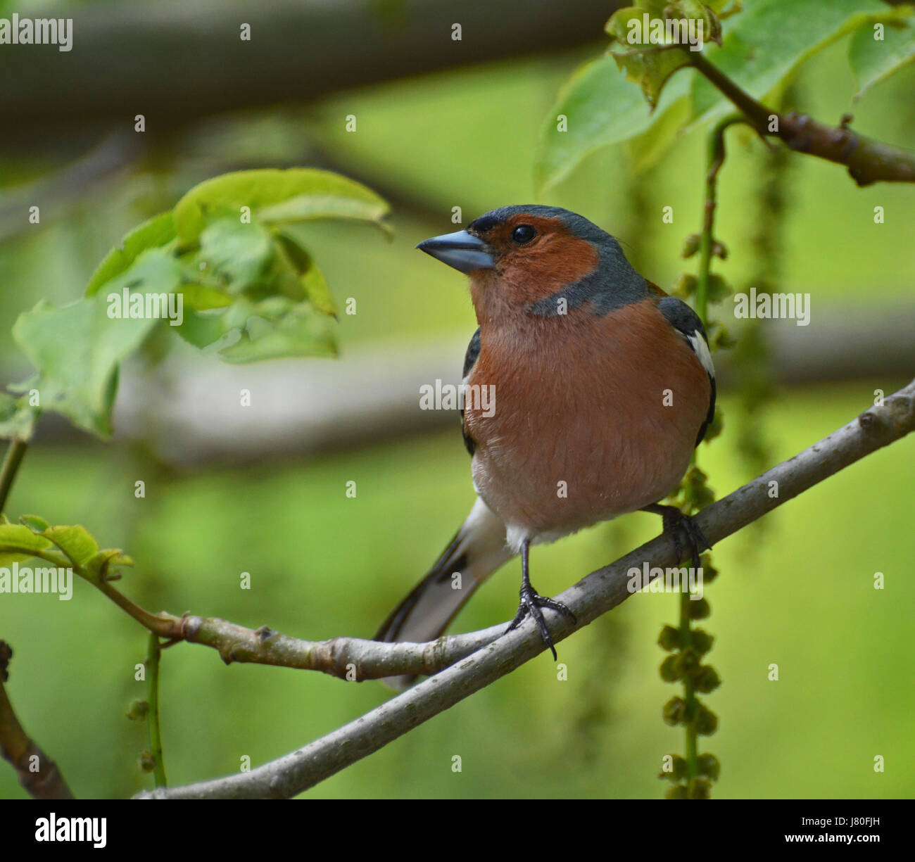 tree bird birds look glancing see view looking peeking looking at ...