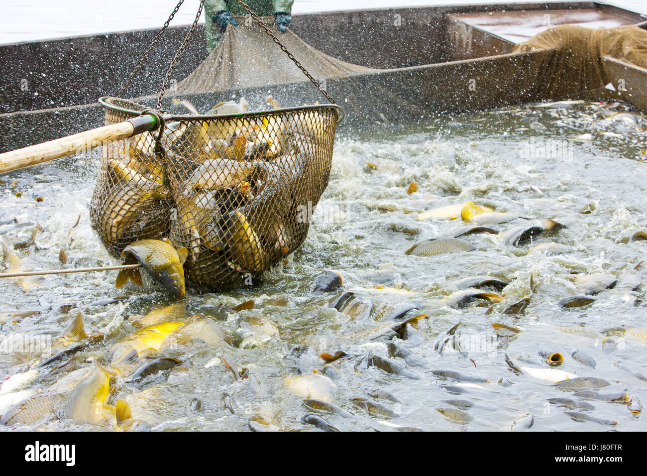 fish fishing fall autumn animal fauna animals fish outdoor outside ...