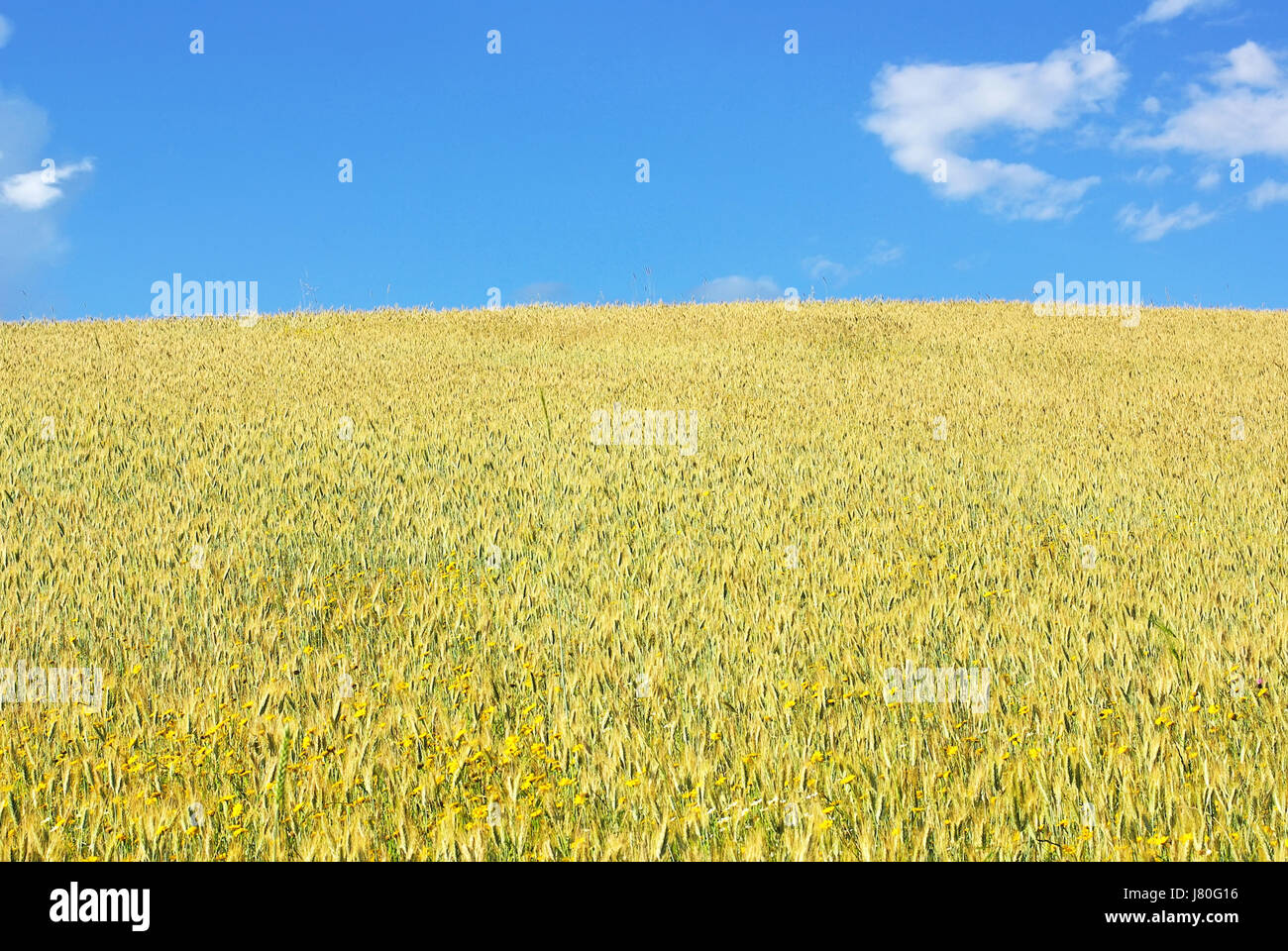 blue bread agriculture farming field farm barley cereal backdrop ...