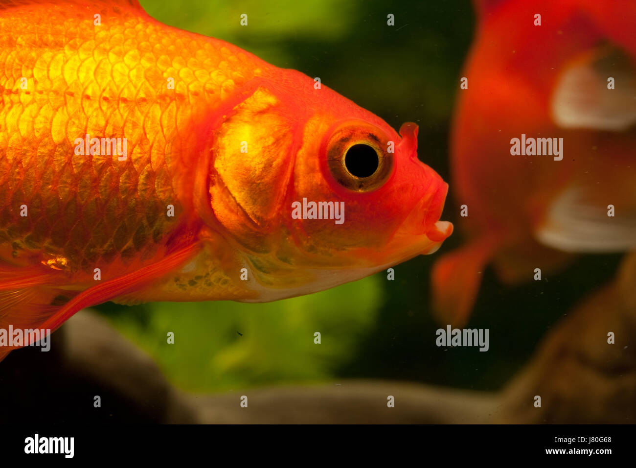 goldfish carp (cyprinidae Stock Photo - Alamy