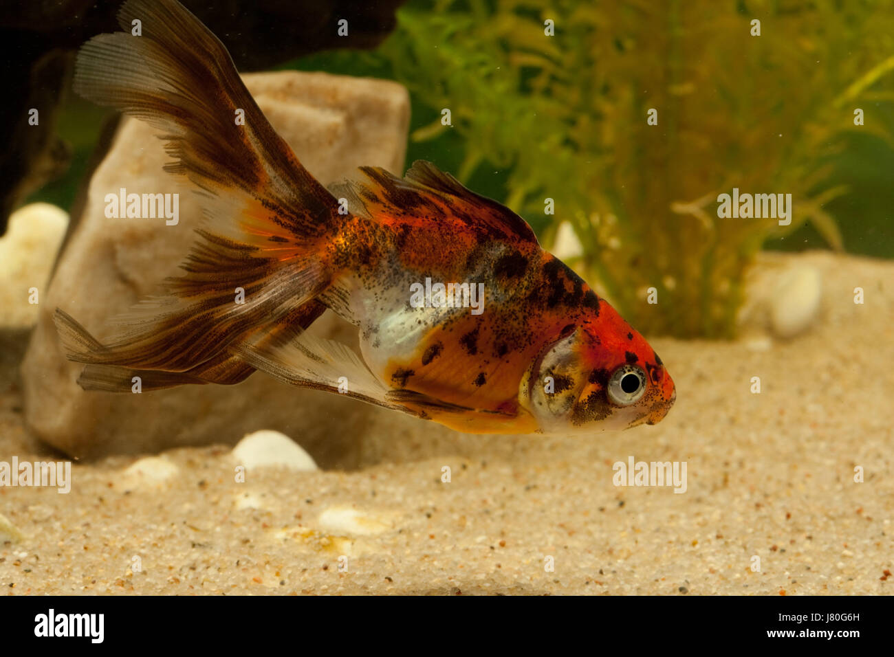 goldfish carp (cyprinidae Stock Photo - Alamy