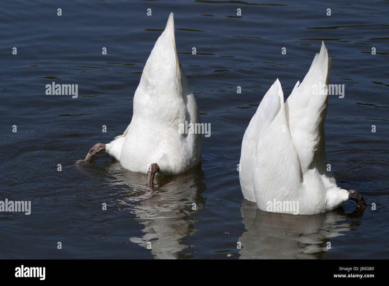 swan food aliment bird swans birds blank european caucasian search dive ...