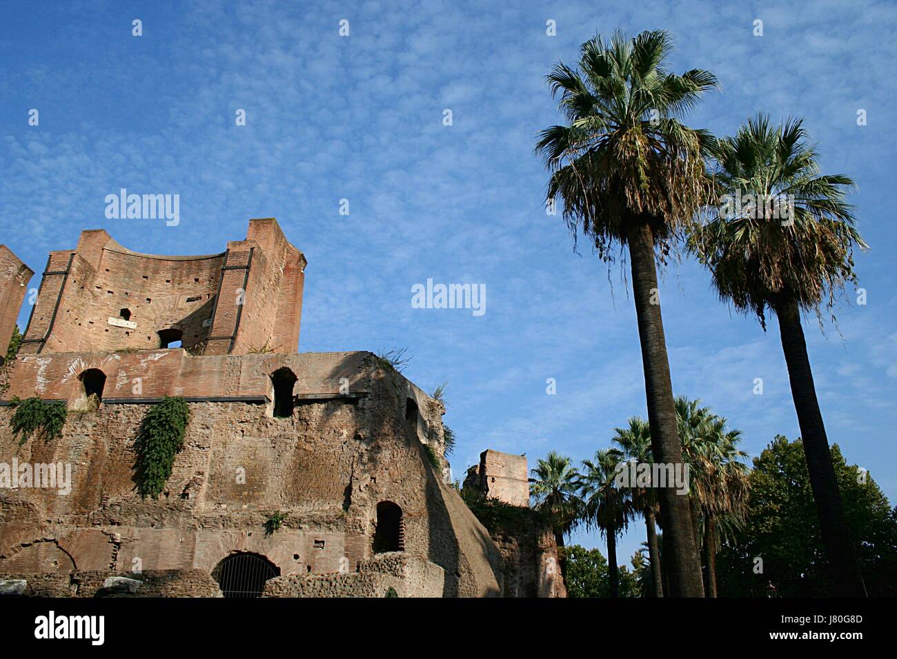 park antique palms Rome roma ruin roman palmtrees italy city town park ...
