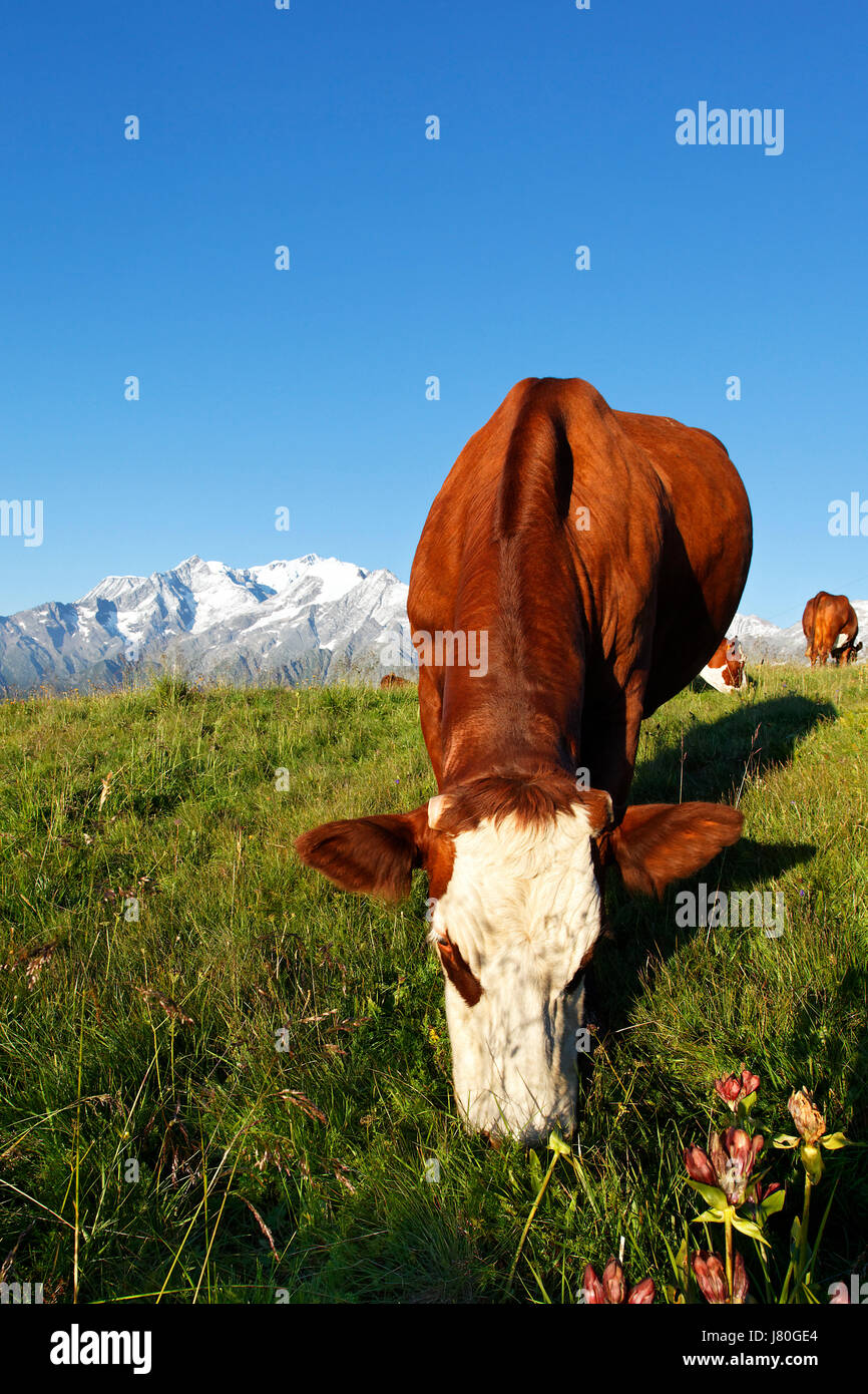 agriculture farming alps cow farm country farmland scenery countryside ...