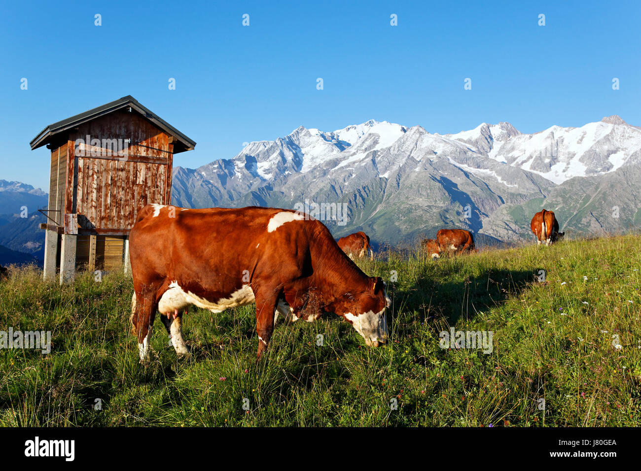 agriculture farming alps cow farm country farmland scenery countryside ...
