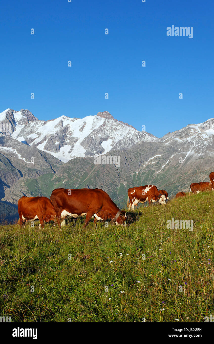 agriculture farming alps breeding cow cattle country campaign scenery ...