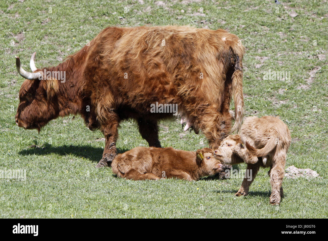 bovine cattle animal brown brownish brunette agriculture farming ...