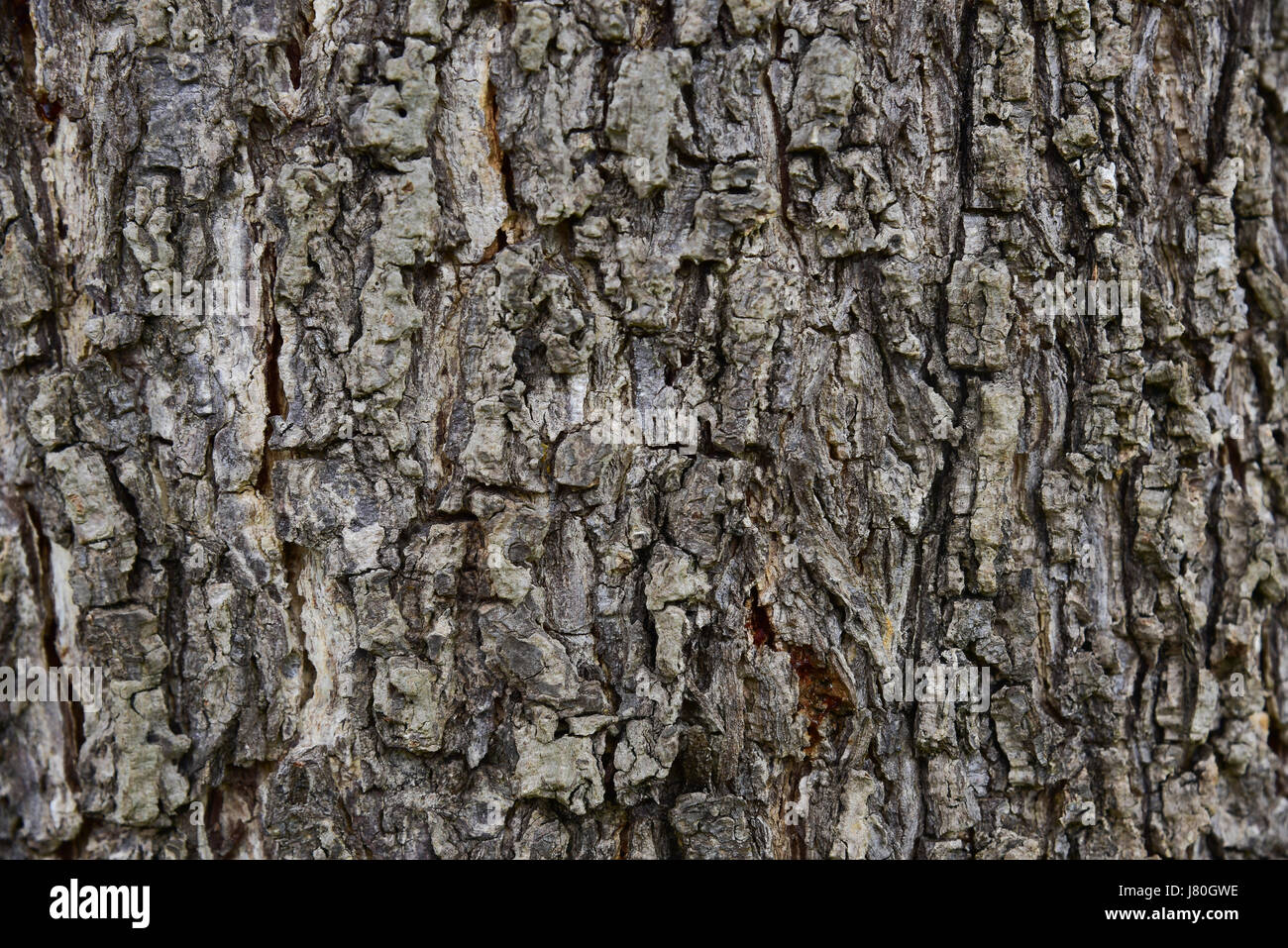 Seamless tree bark background. Brown tileable texture of the old tree ...