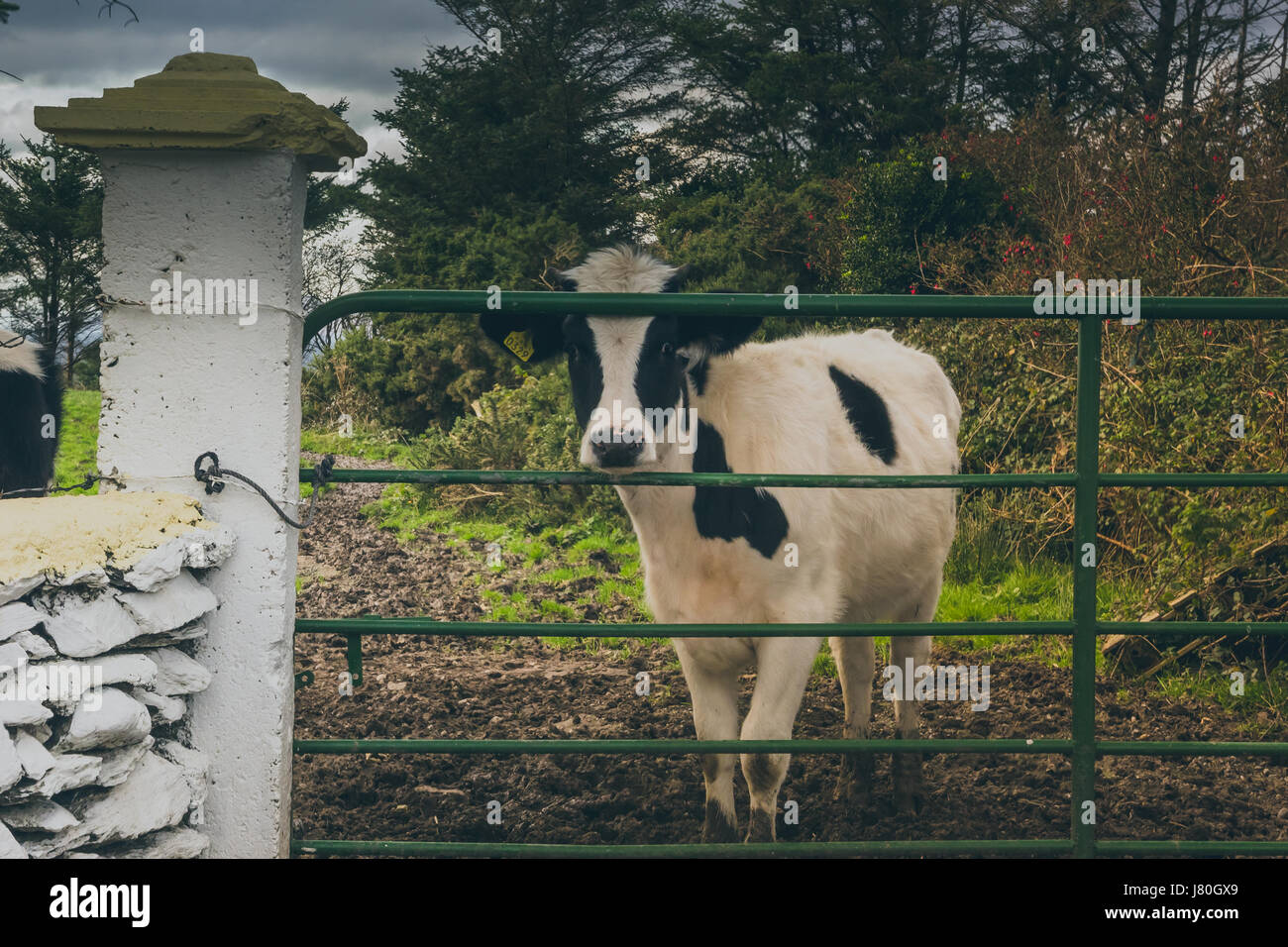 an irish moiled cow Stock Photo - Alamy