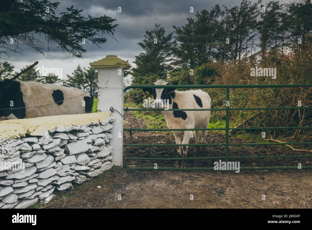 an irish moiled cow Stock Photo - Alamy
