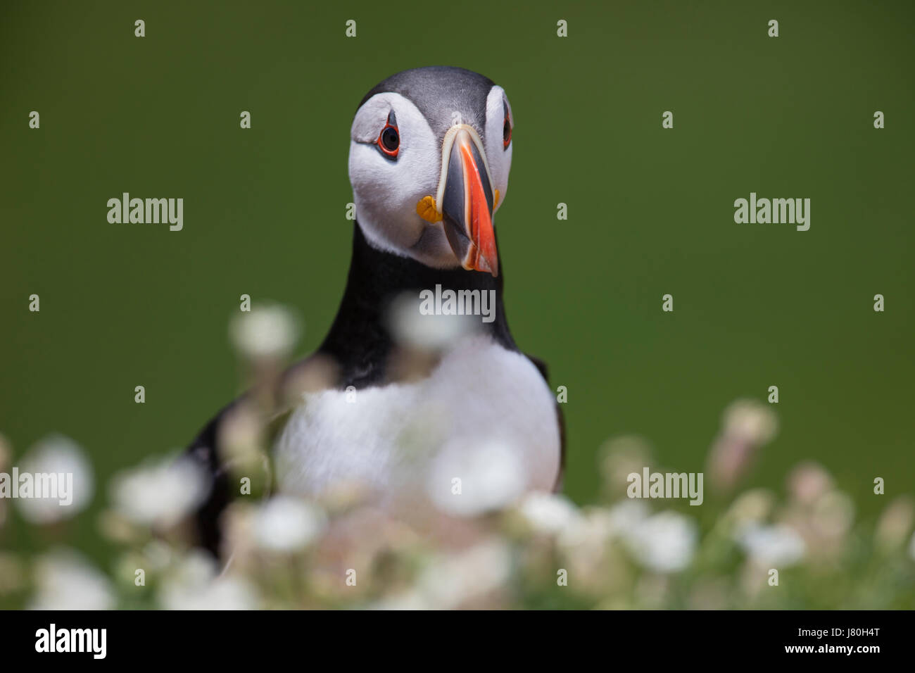 Portrait of an adult Atlantic Puffin surrounded by white flowers Stock ...