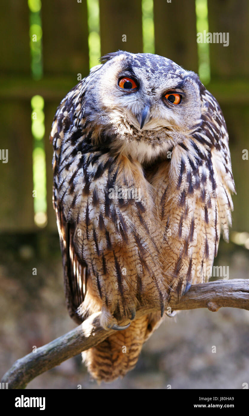 the look of the eagle owl - eagle-owl Stock Photo - Alamy