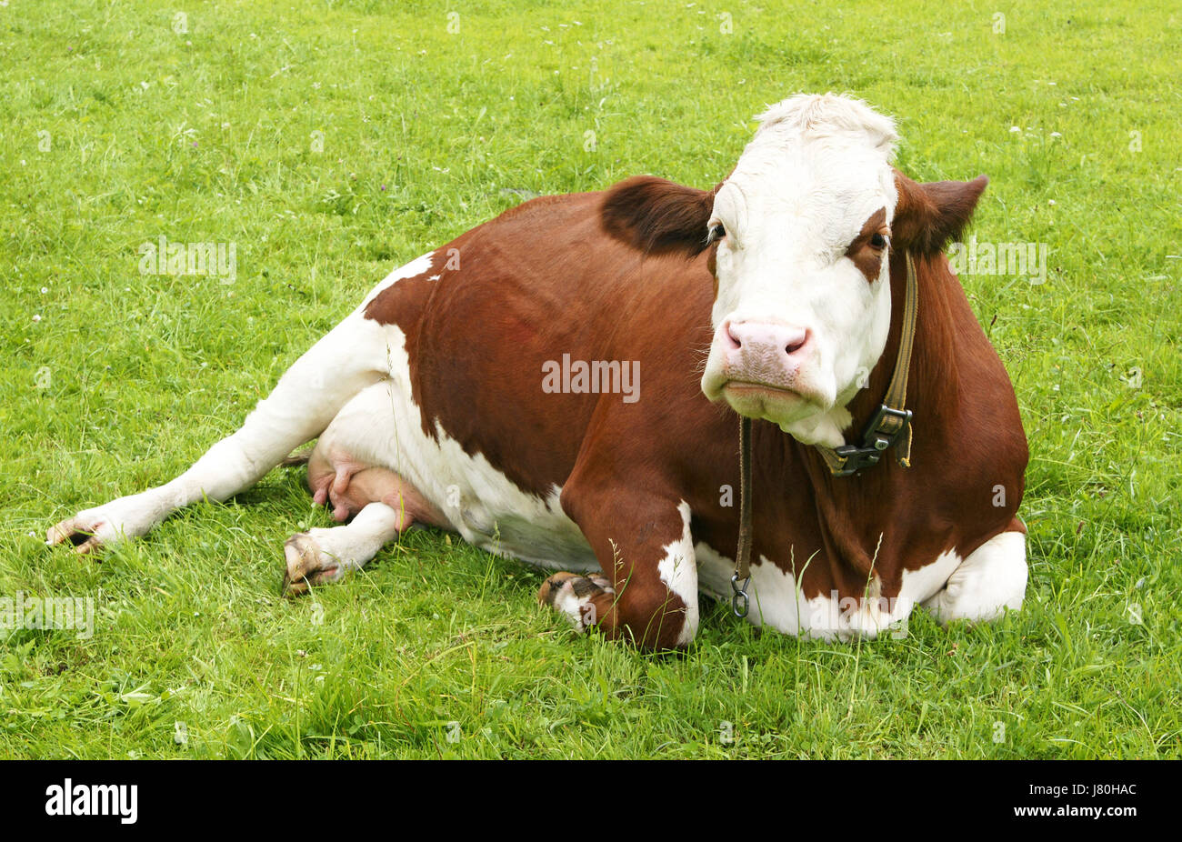 cow in the meadow - cow on meadow Stock Photo - Alamy