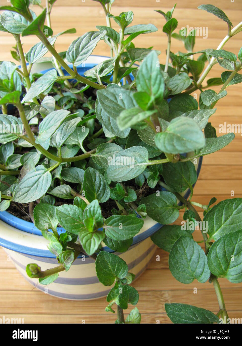 mint potted plant peppermint herbs dessert chocolate plant ...