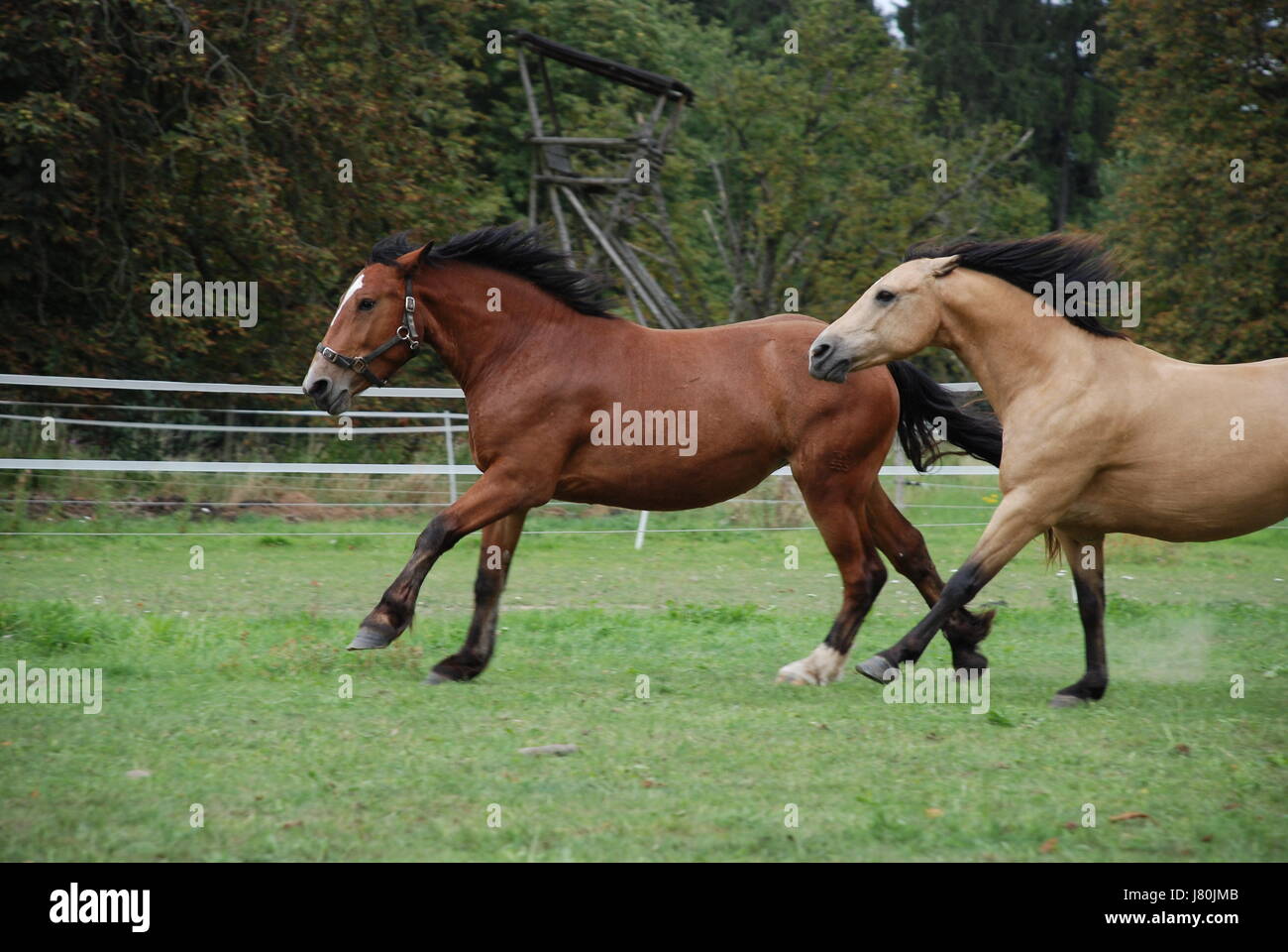 horse horses herd hierarchy behaviour conduct horse horses community order herd Stock Photo - Alamy