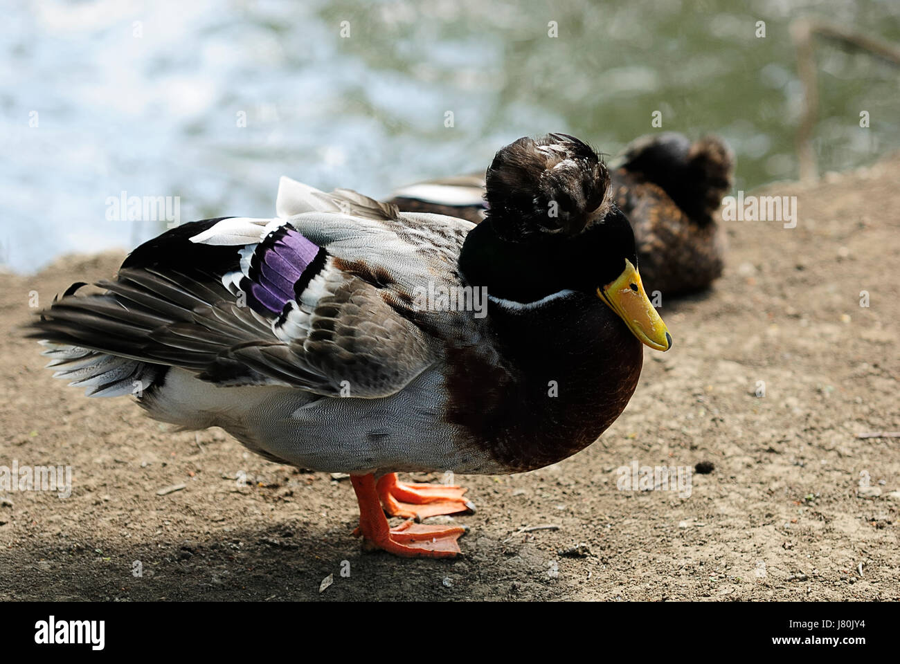 Rasseenten hi-res stock photography and images - Alamy