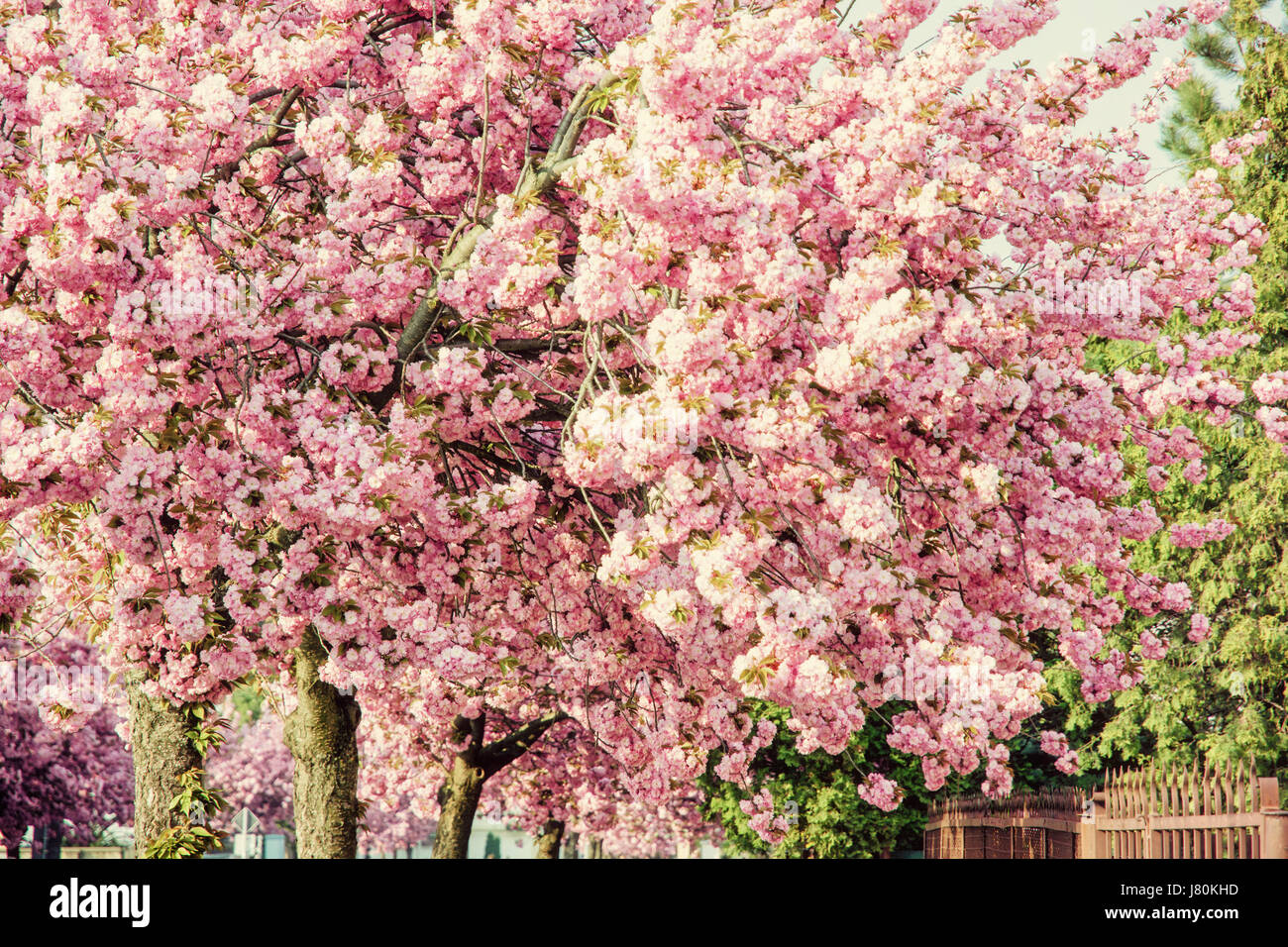 Flowering sakura trees in the street. Springtime outdoor scene. Beauty ...