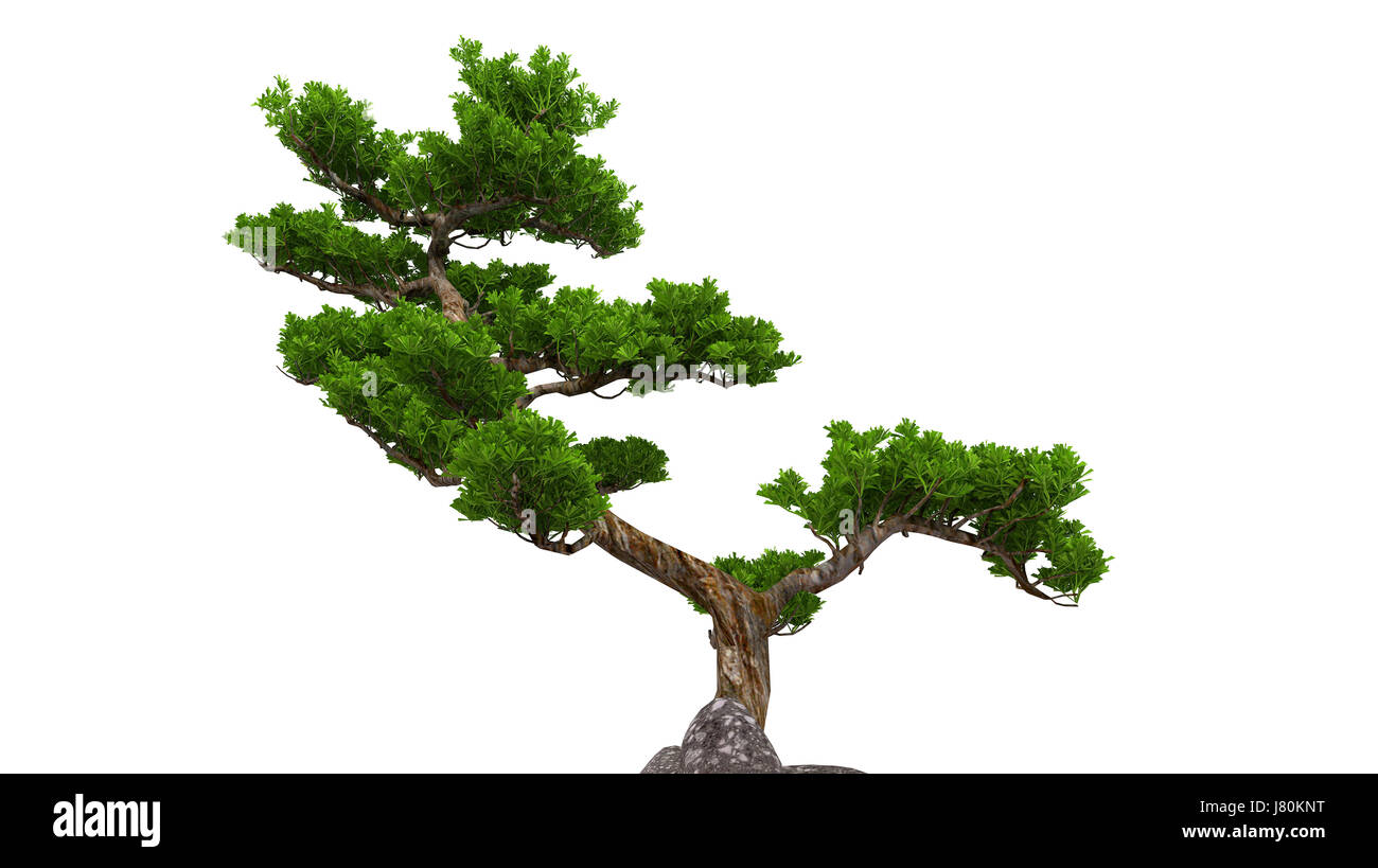 leaf object environment enviroment culture isolated tree graphic trunk ...