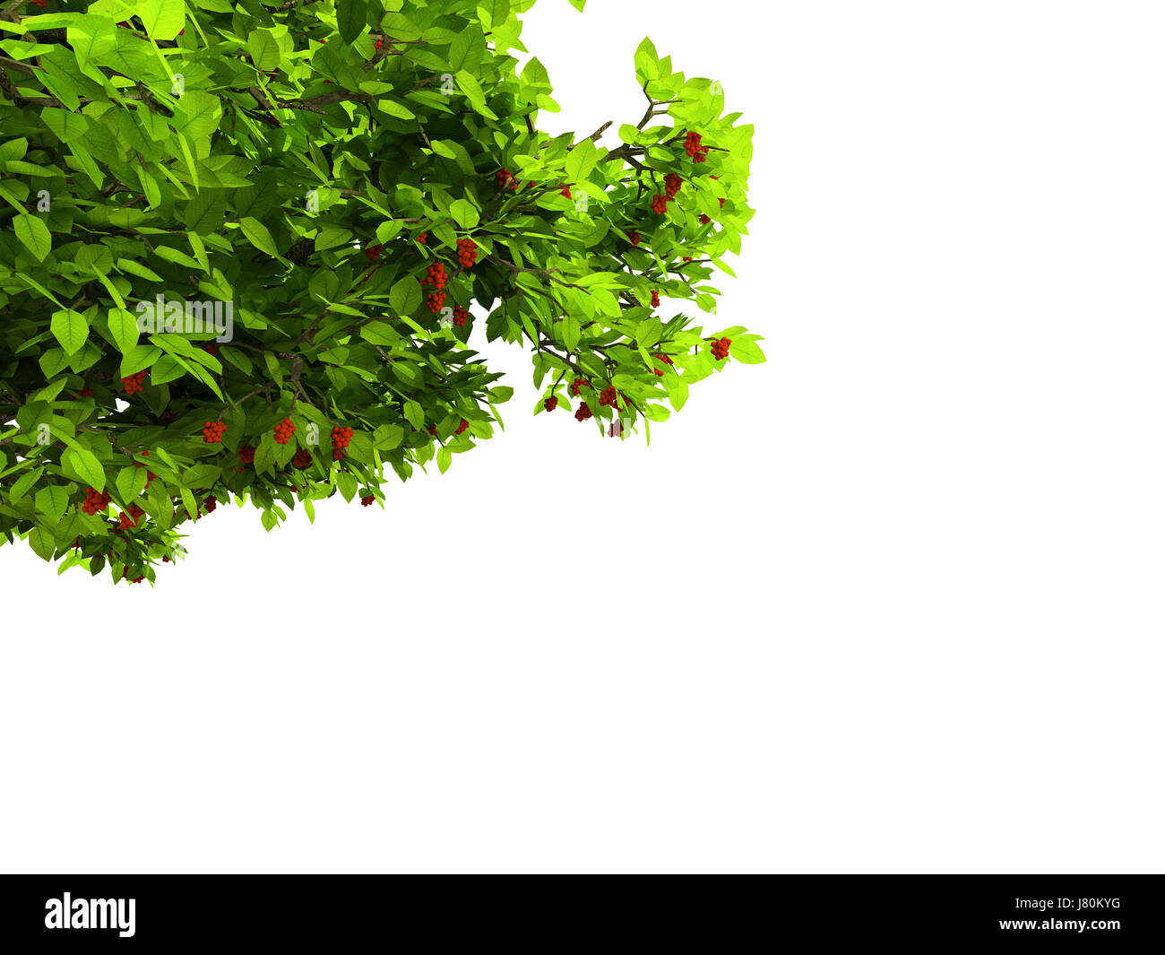leaf eco environment enviroment isolated closeup tree wood botany ...