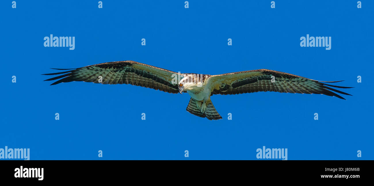 Osprey soaring overhead taken from underneath aganist a blue sky Stock ...