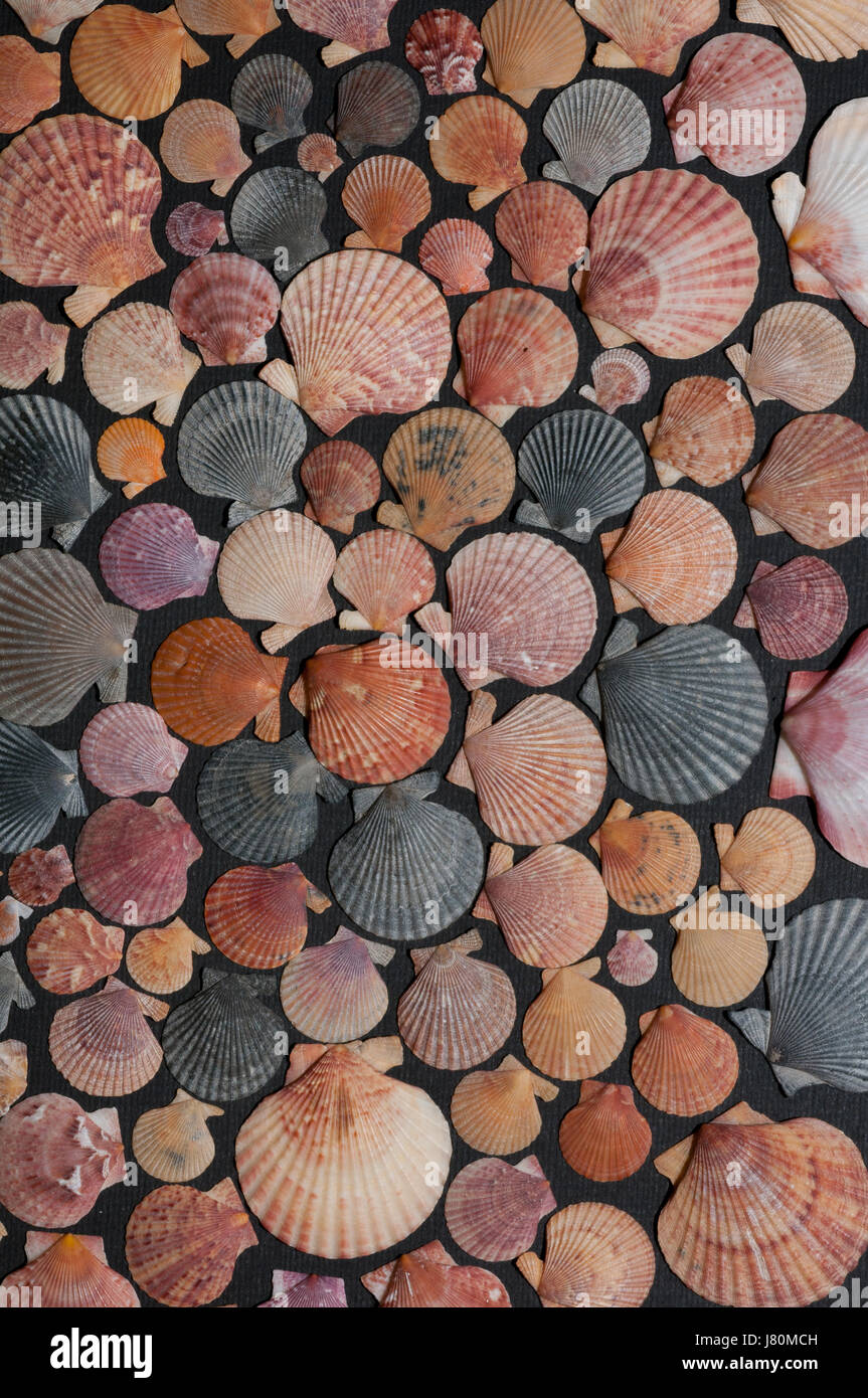 Natural variation of seashells Stock Photo - Alamy