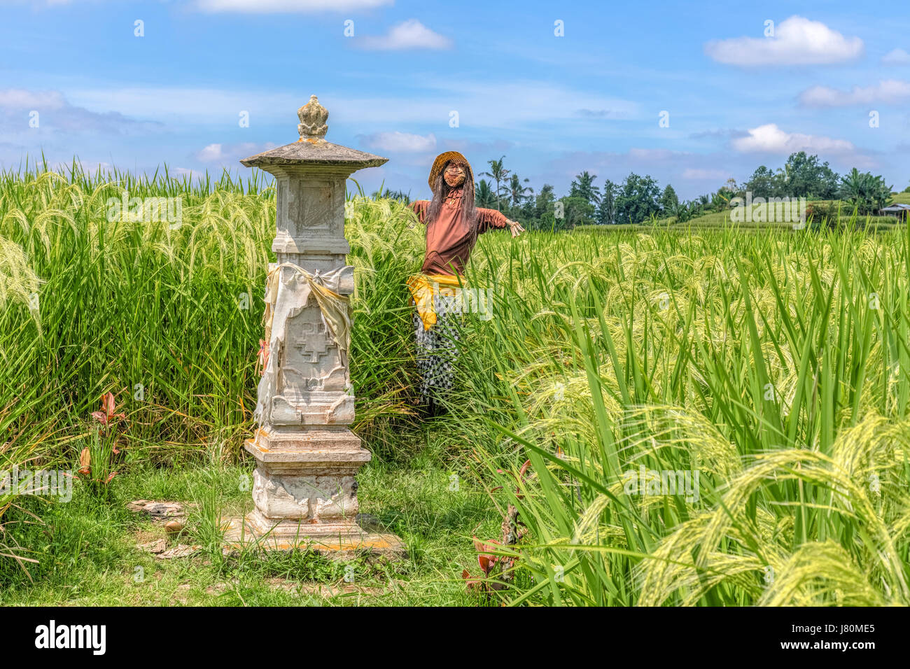Bali rice fields hi-res stock photography and images - Alamy