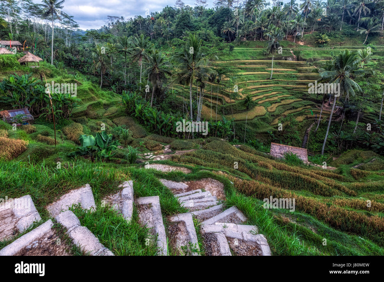 Tegalalang rice fields hi-res stock photography and images - Alamy