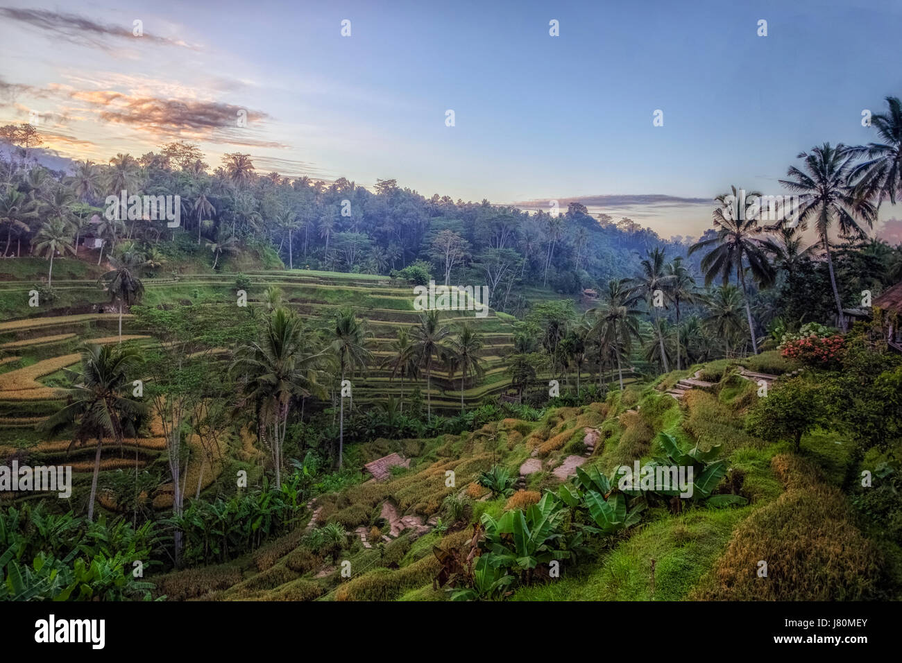Tegalalang, Rice Fields, Ubud, Bali, Indonesia, Asia Stock Photo - Alamy