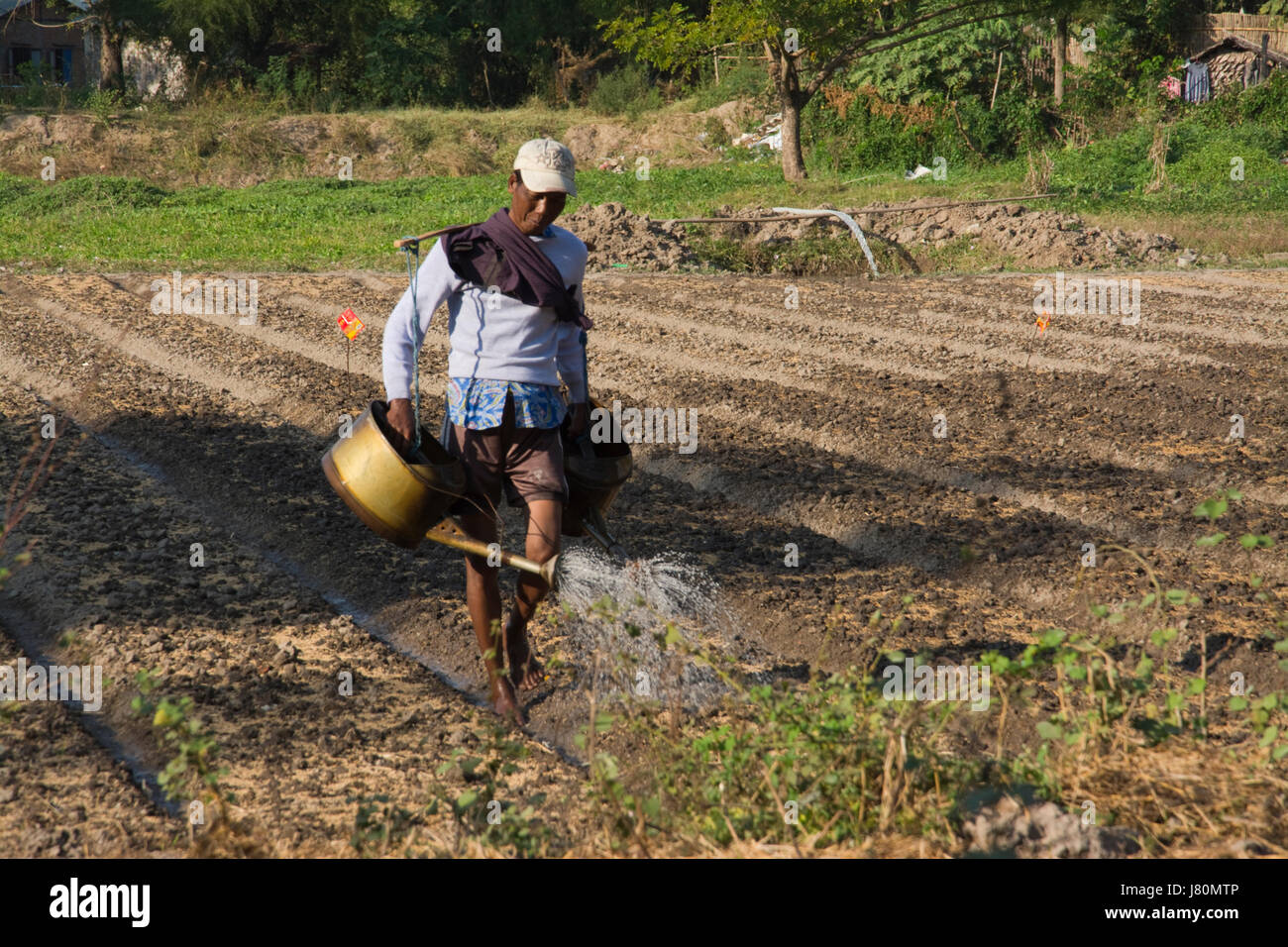 ASIA, MYANMAR (BURMA), Bago Region, Pyay, farmer irrigating crop Stock ...