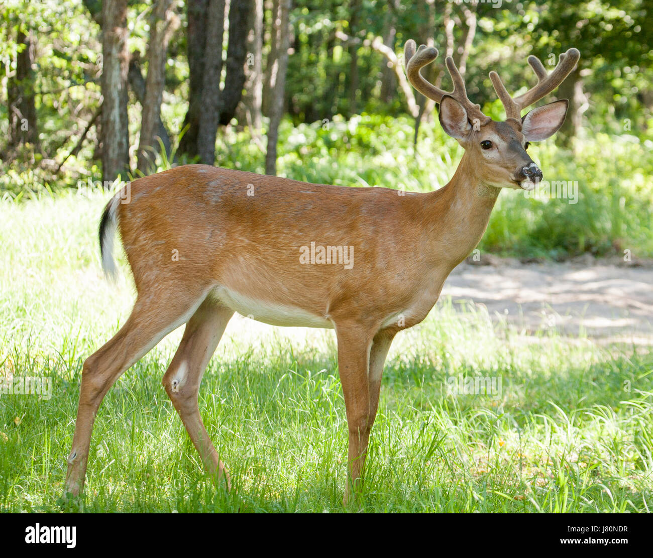 Deer Whitetail Bucks Stock Photo - Alamy