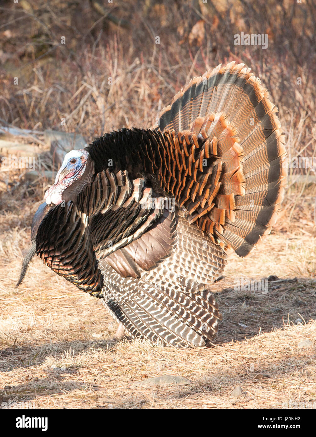Turkey bird wings hi-res stock photography and images - Alamy