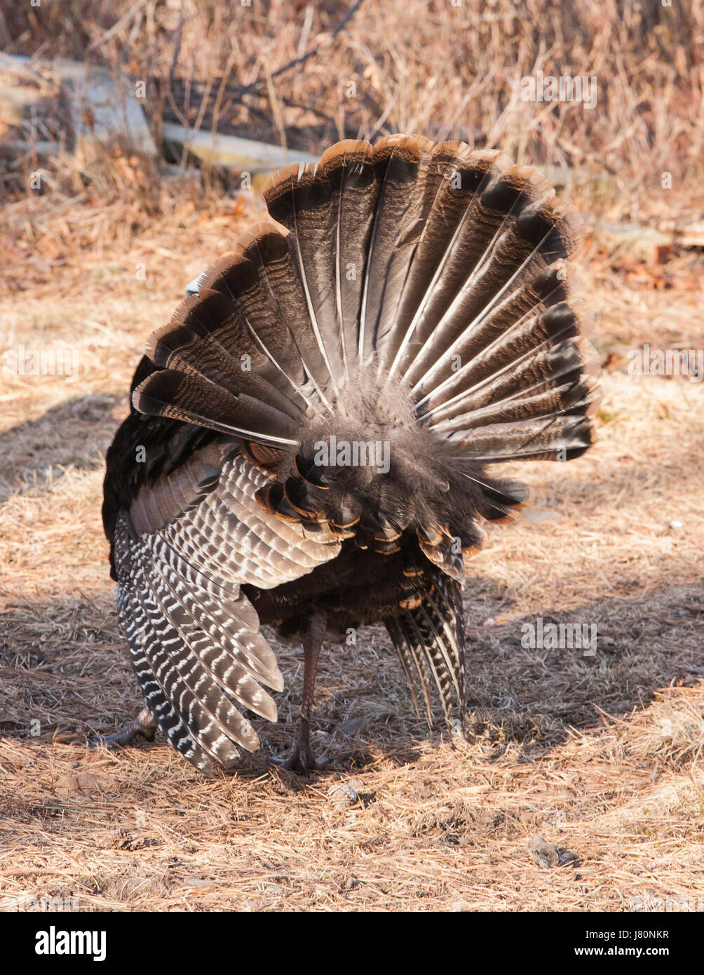 Wild Turkey Bird Stock Photo - Alamy