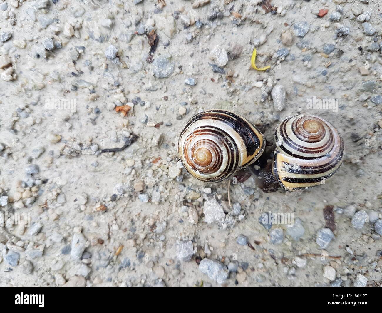 Two snails inside seashells in a close up view by the side of ocean on ...