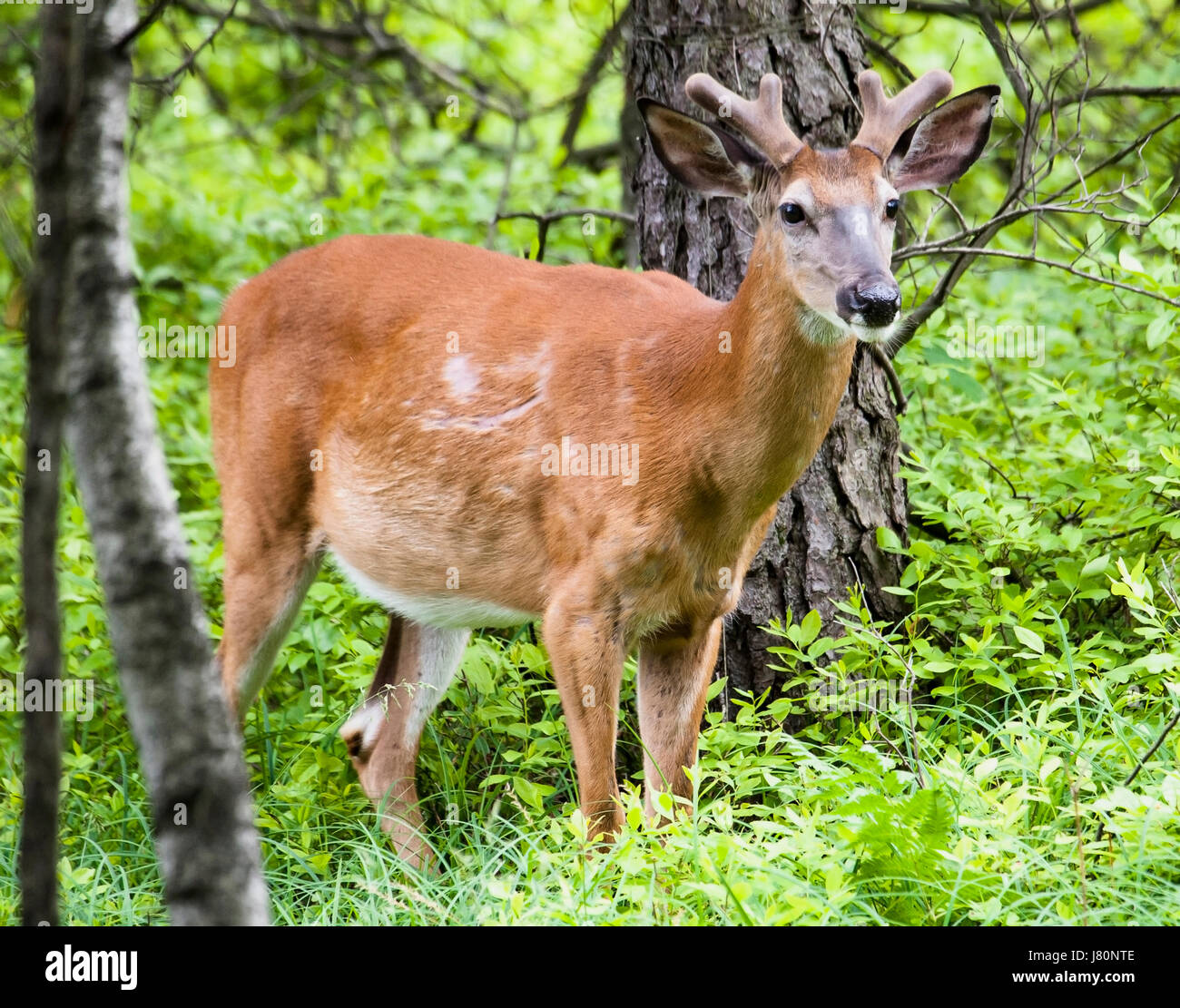 Whitetail Deer Side View Stock Photos & Whitetail Deer Side View Stock ...
