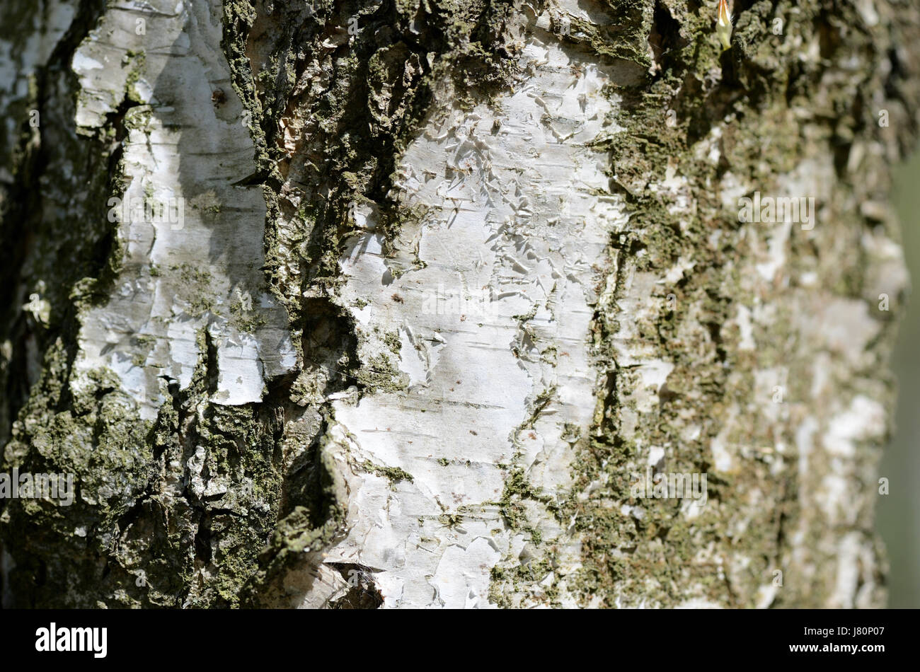 The bark of birch tree close up as a background Stock Photo - Alamy