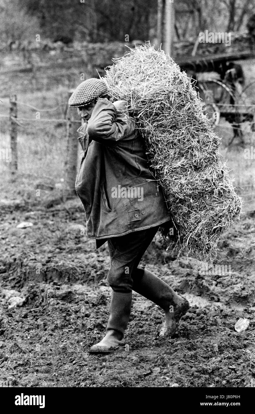 Farmer farming Uk England 1970s Gloucestershire Dairy farmer carrying a ...