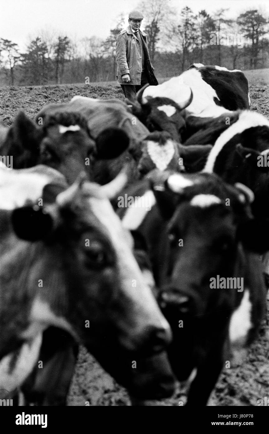 Farmer farming Uk England 1970s Dairy farmer with cattle cows. Lower ...
