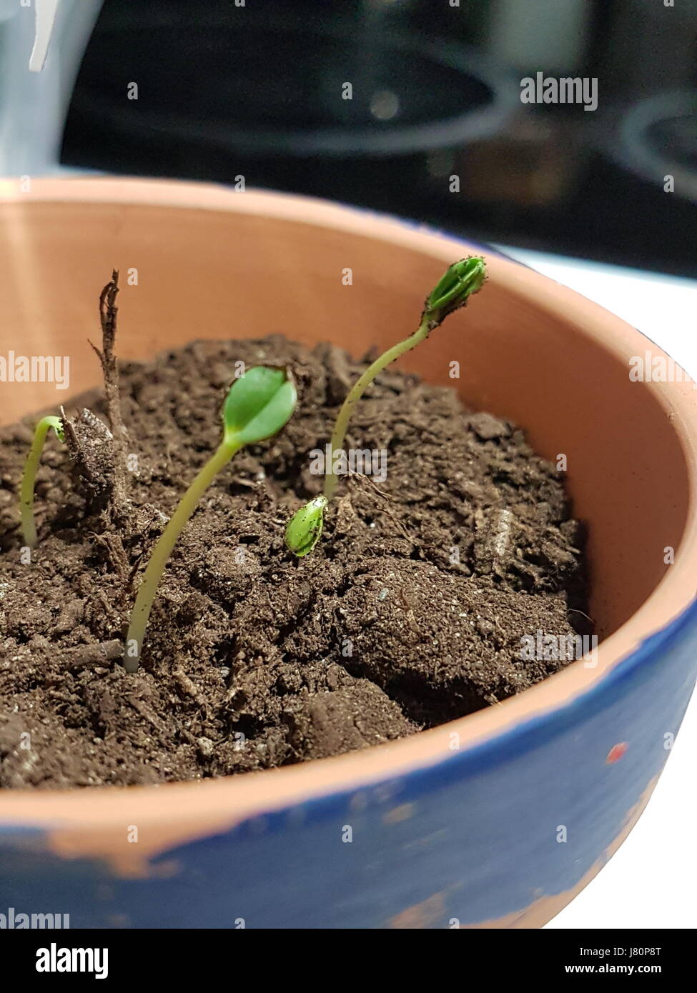 Newborn plant hi-res stock photography and images - Alamy