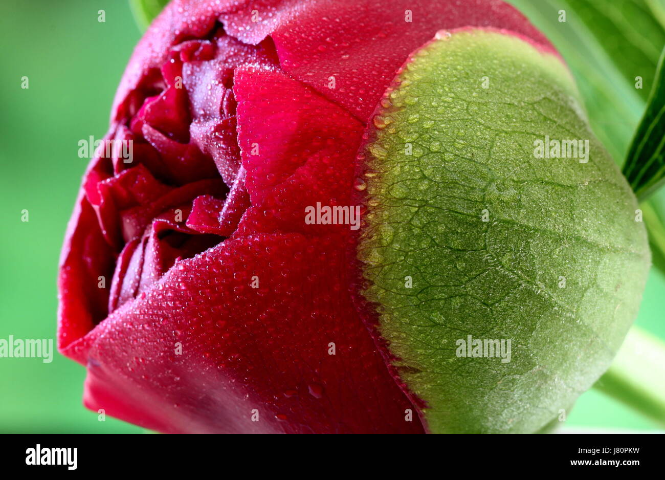 flower plant peony bloom blossom flourish flourishing bud vein leaf ...